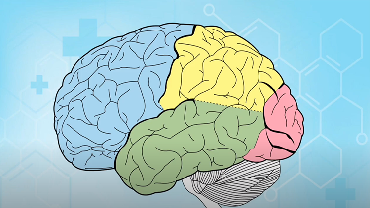 How are Synapses Like Trees? An Introduction to Synaptic Pruning