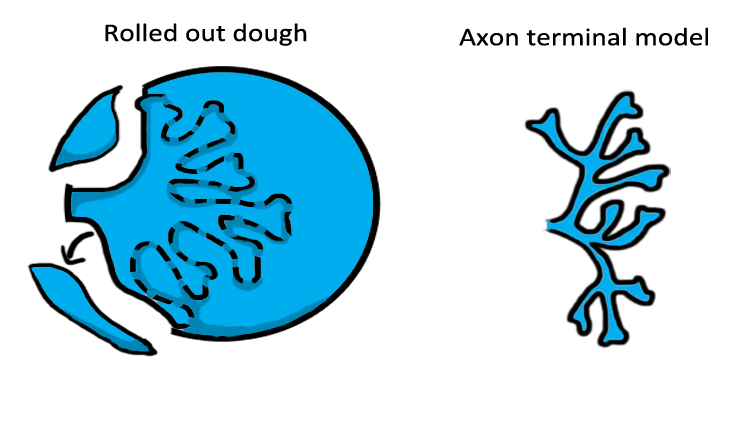 Squishy Neurons Activity