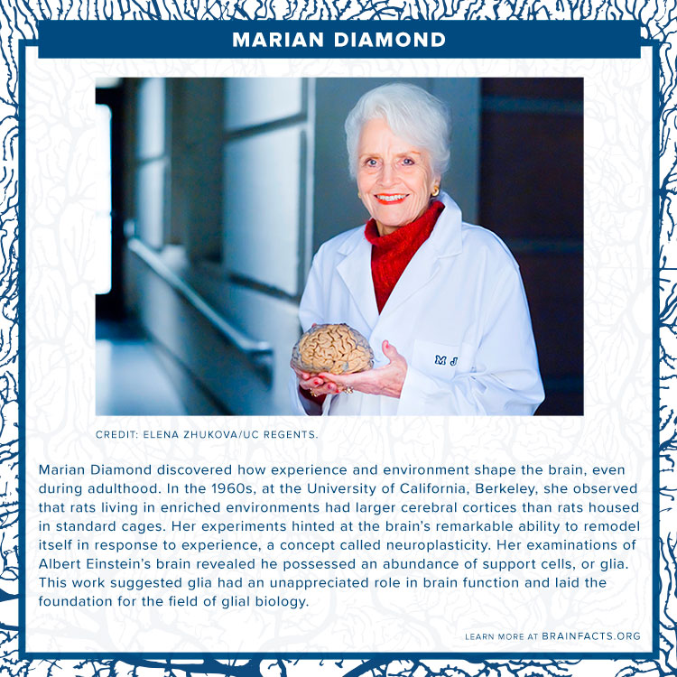 Marian Diamond